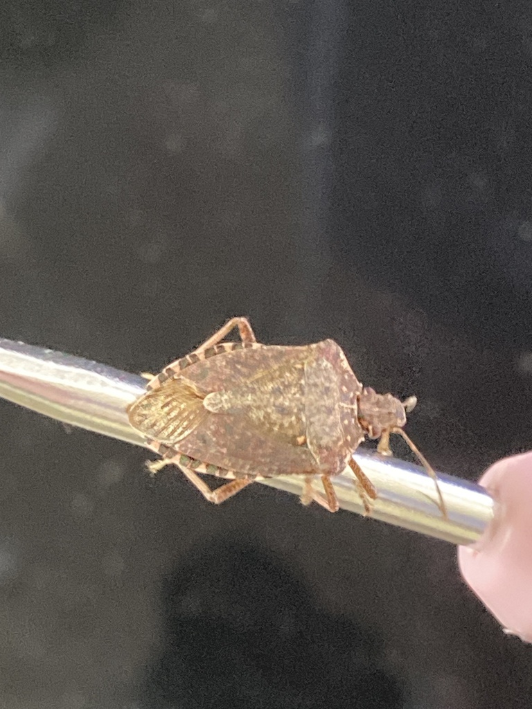 Brown Marmorated Stink Bug from W Parkside Dr, Shawnee Hills, OH, US on ...