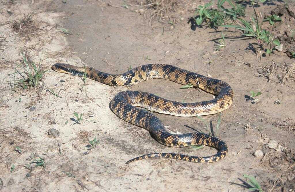 False Water Cobra (Hydrodynastes gigas) - Snakes and Lizards