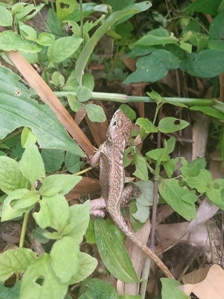 West Ecuadorian Whorl-tailed Iguana from V23Q+328 Bosque de Teca ...