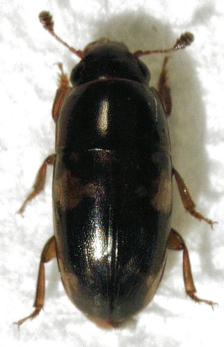 Cryptarcha optanda · iNaturalist
