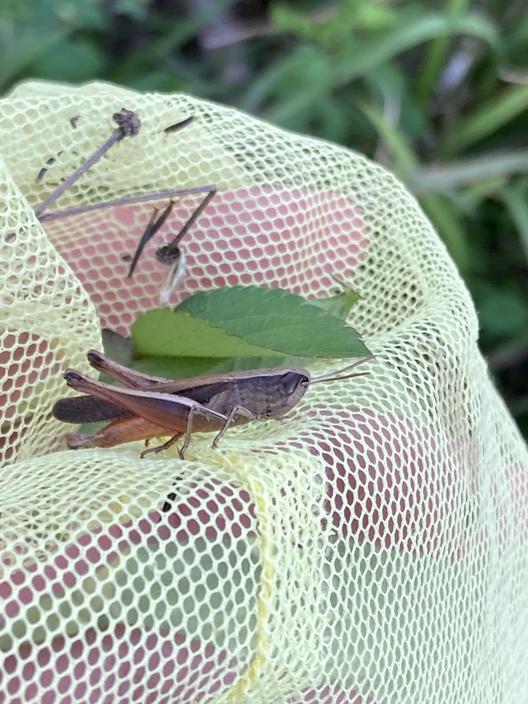 Brown Winter Grasshopper from Ave Maria, FL, US on February 2, 2024 at ...