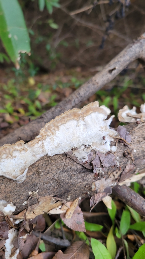 Milk-white Toothed Polypore from Irving, TX 75039, USA on February 2 ...