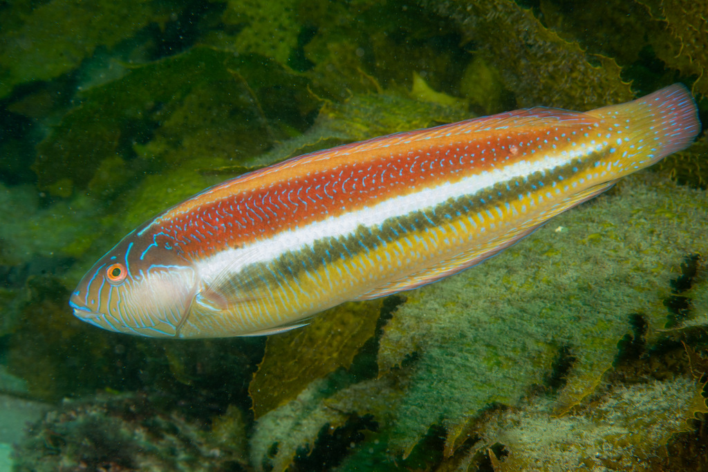 Southern Maori Wrasse from "Shelly Beach, Manly, New South Wales ...