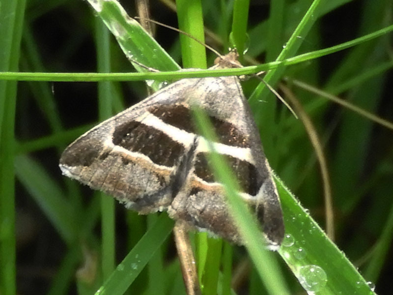 Grammodes from Mavoko, Kenya on December 13, 2023 at 02:52 PM by Mike ...