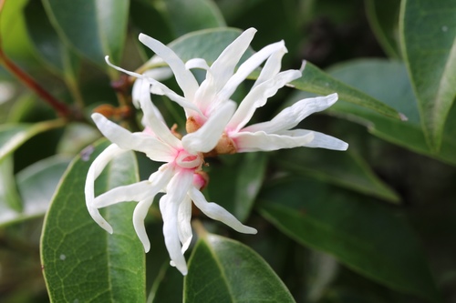 Splendid Witch-hazel (Magnoliopsida (Dicots) of the Mfolozi River ...