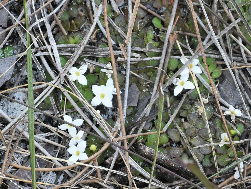 roundleaf bluet from Jonathan Dickinson State Park, 16450 SE Federal ...