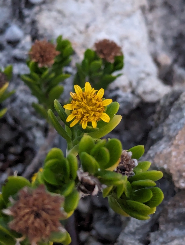 Tree Seaside Tansy from West Bay, Cayman Islands on February 2, 2024 at ...
