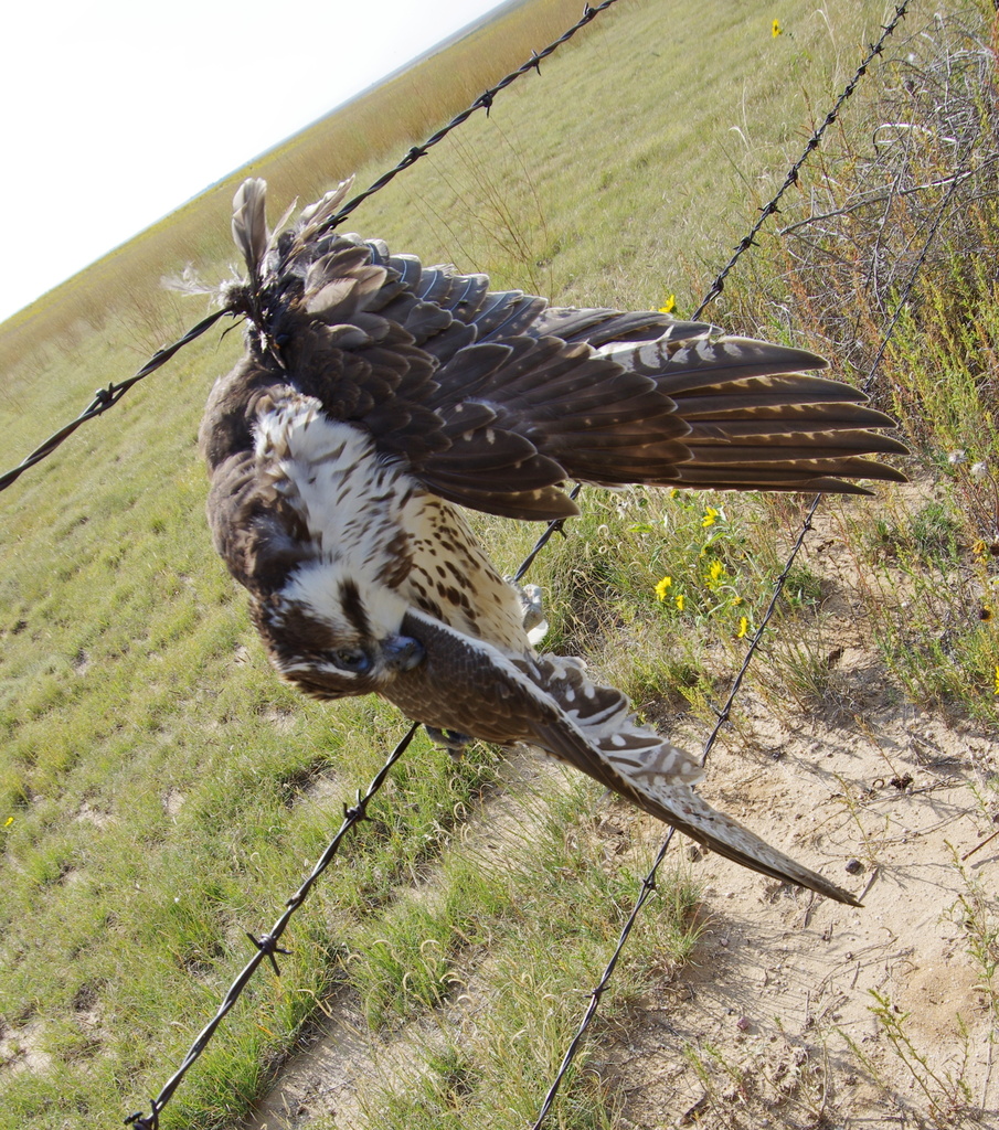 Prairie Falcon from El Paso County, CO, USA on September 11, 2016 at 10 ...