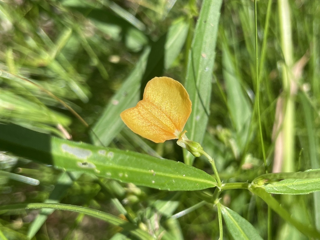 spade flower from Moledina Cr, Mount Crosby, QLD, AU on February 3 ...
