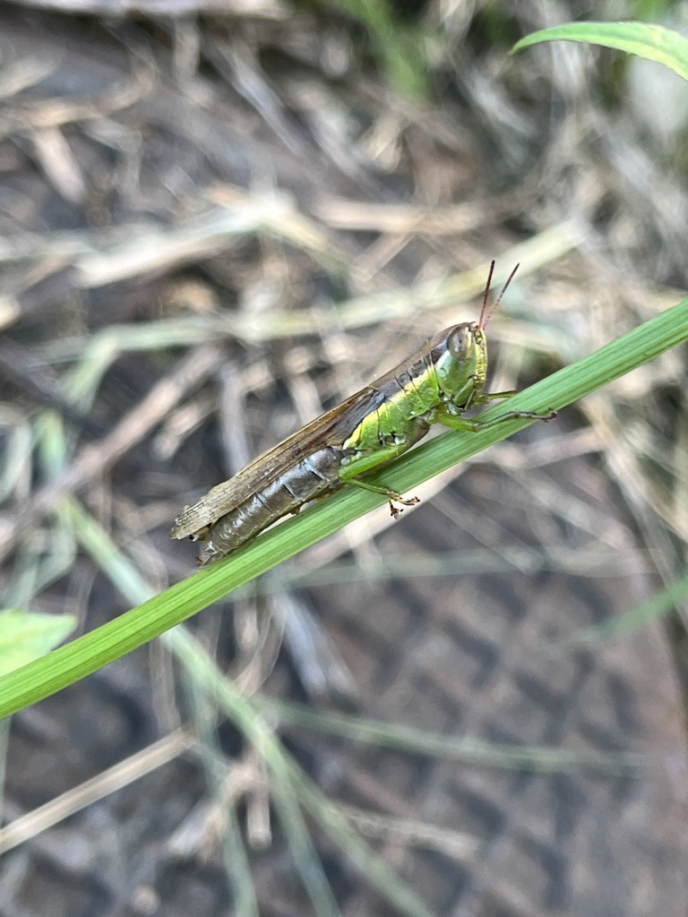 Chinese rice grasshopper in January 2024 by Nakatada Wachi · iNaturalist