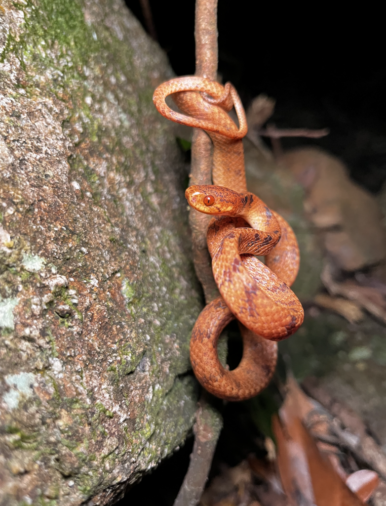 Chinese Slug Snake in February 2024 by Jorge Abad · iNaturalist