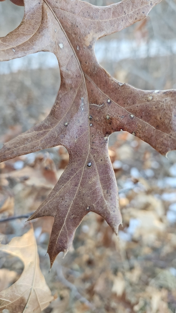 Polystepha globosa from Fort Ripley Township, MN, USA on February 2 ...