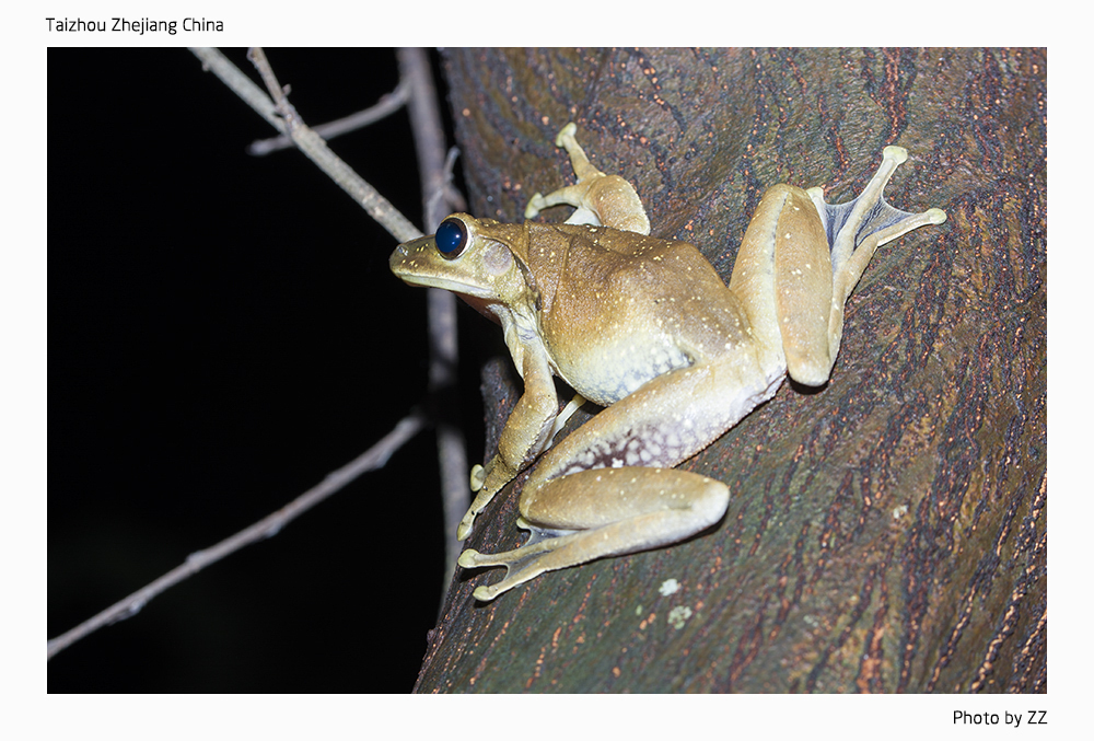whipping frogs from Taizhou, Zhejiang, China on September 8, 2020 at 07 ...