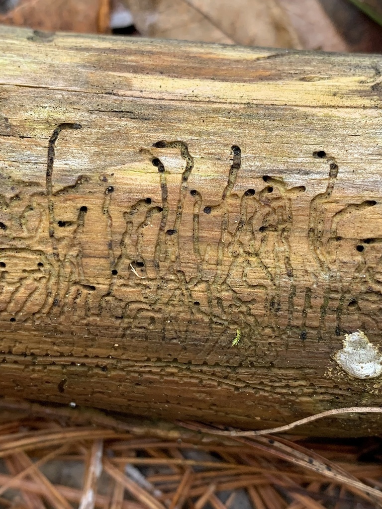 Engraver Beetles from Middlesex Fells Reservation, Stoneham, MA, US on ...