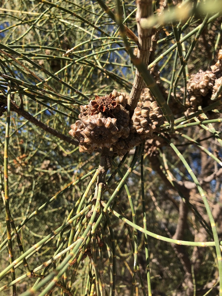 Buloke (Allocasuarina luehmannii) - Botanical Realm