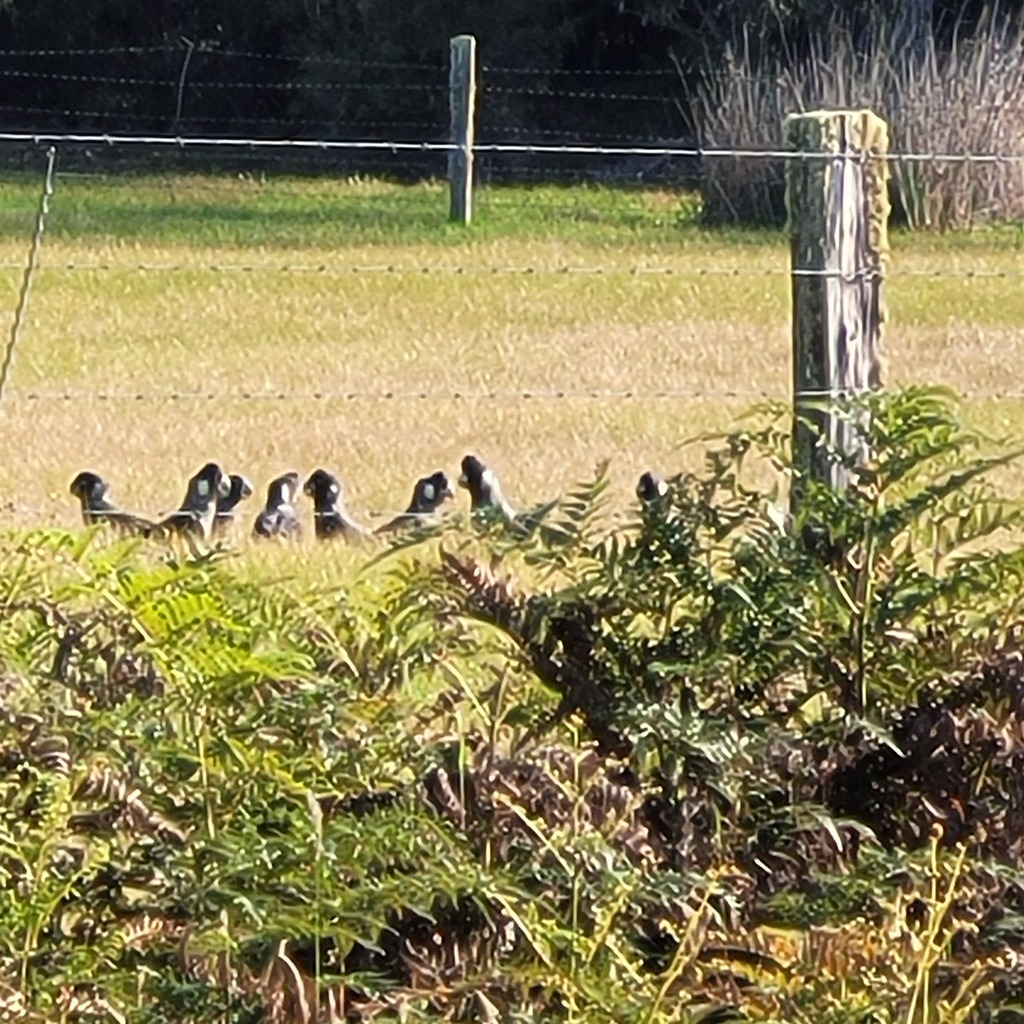 Yellow-tailed and White-tailed Black Cockatoos from Crowea WA 6262 ...