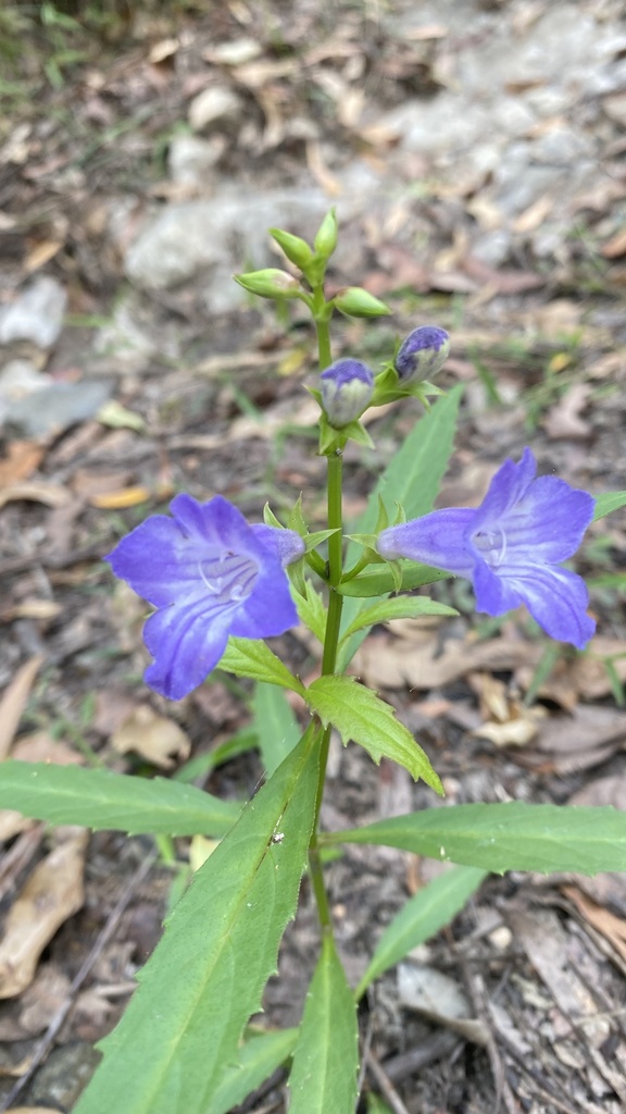 koala bells from Tuchekoi National Park, Pomona, QLD, AU on February 3 ...