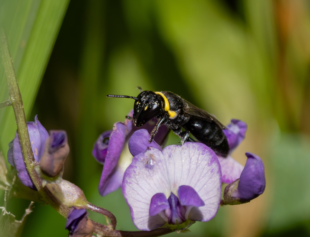 Masked Bees from Wonboyn NSW 2551, Australia on February 3, 2024 at 10: ...