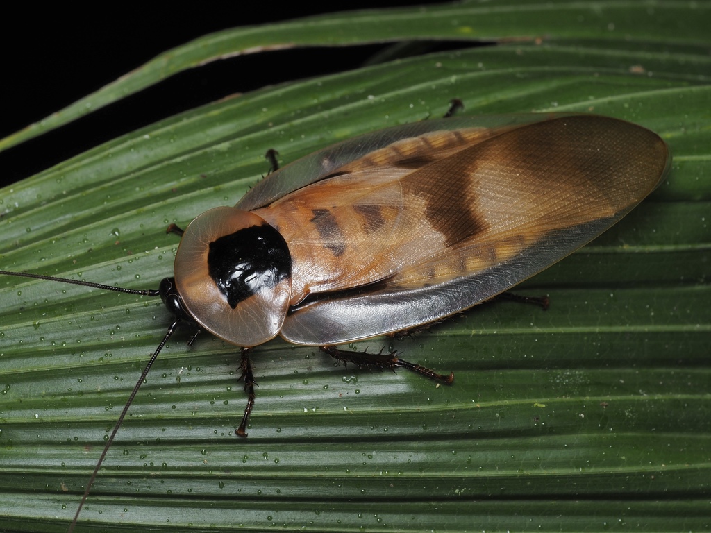 Giant Cave Cockroach from Limón Province, Pococí, Costa Rica on January ...