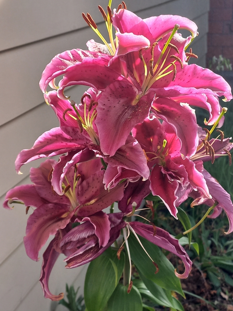 true lilies from Hillmorton, Christchurch, New Zealand on February 3 ...