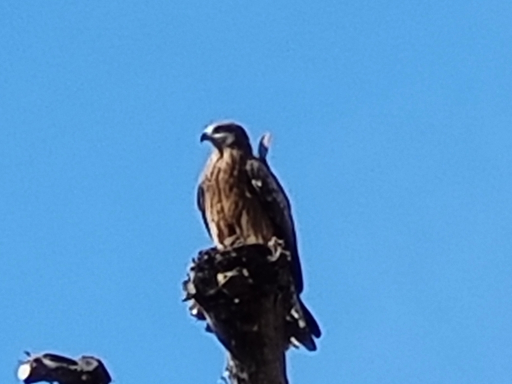 Black Kite from 197-1 Kamiikesuchō, Kamigyo Ward, Kyoto, 602-0855 ...