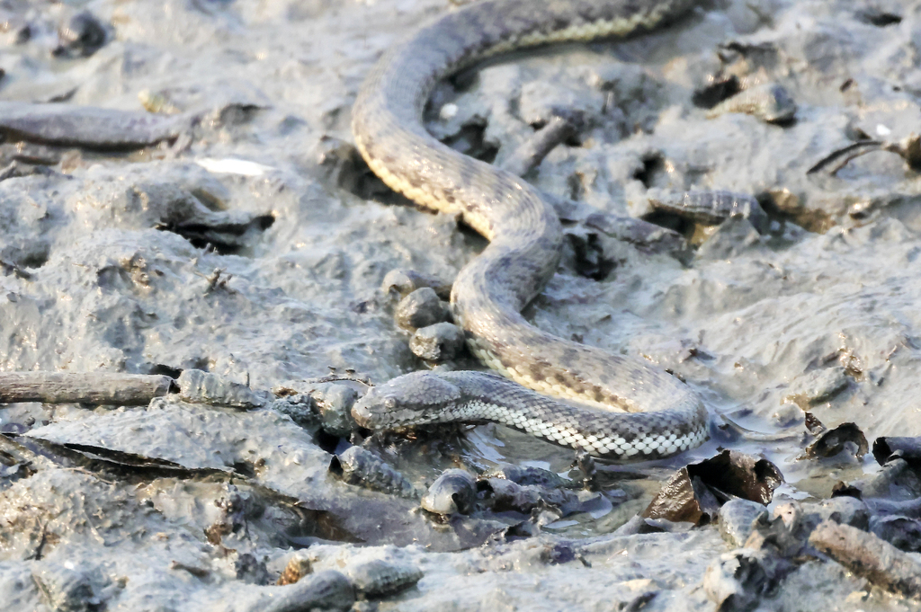 Southeast Asian Bockadam from Chon Buri District, Chon Buri, Thailand ...