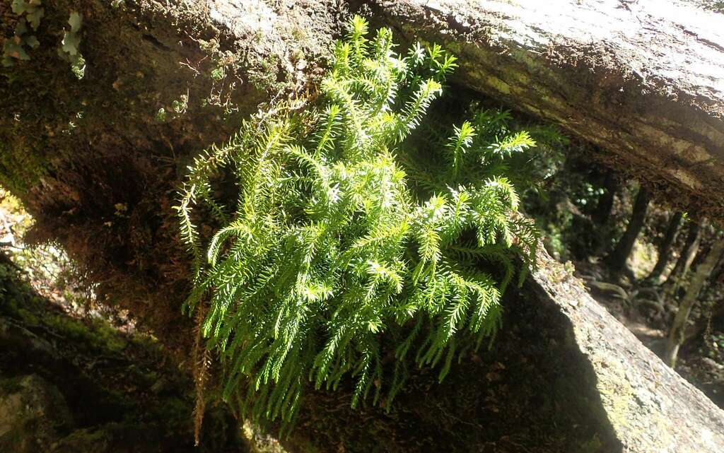 hanging clubmoss from Selwyn District, Canterbury, New Zealand on ...