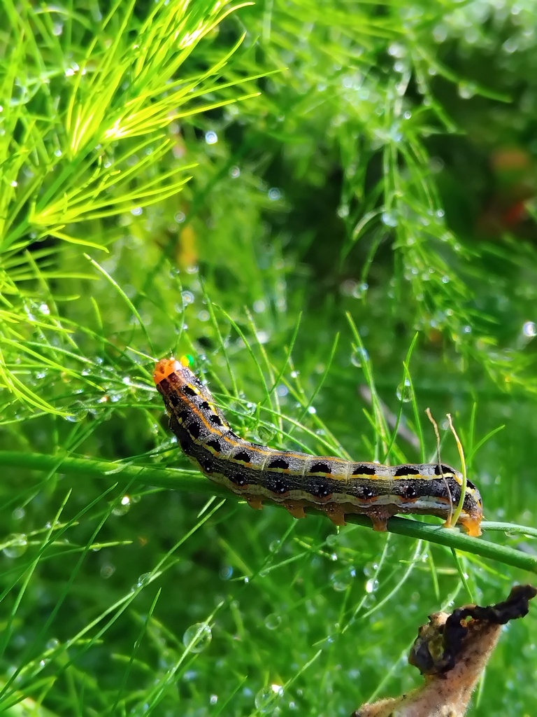 Oriental leafworm moth from Sydney NSW, Australia on January 29, 2024 at 08:49 AM by Sofia ...