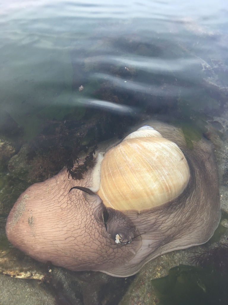 Lewis's Moon Snail from North Pacific Ocean, Alberni-Clayoquot Regional ...