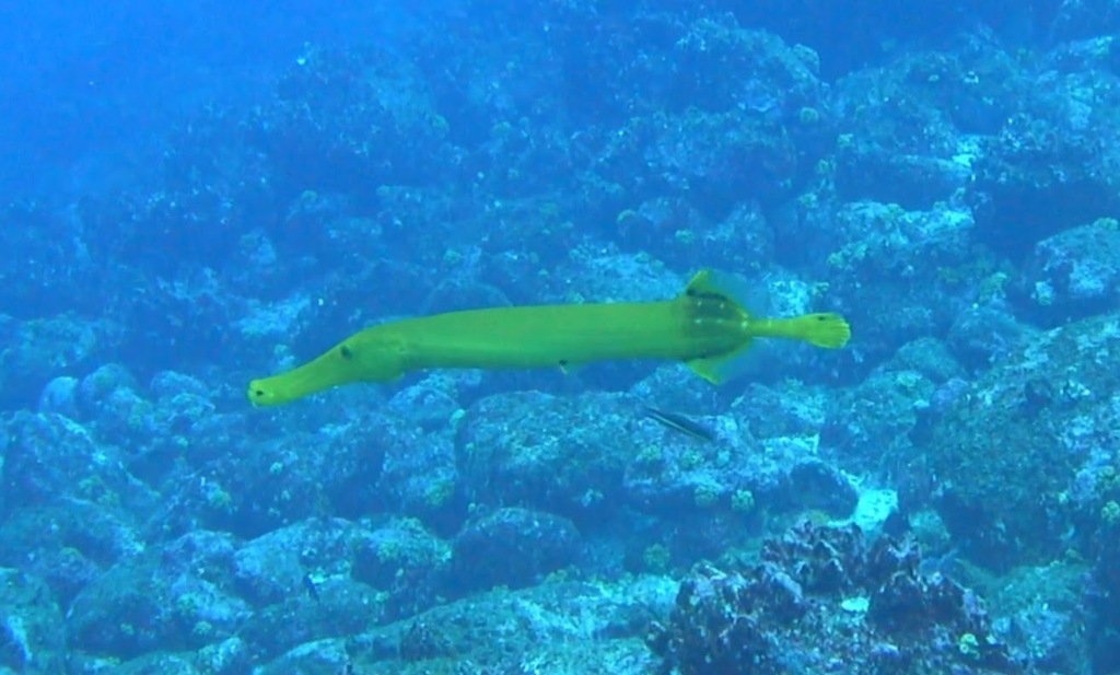 Pacific Trumpetfish from Galápagos Islands, Ecuador on February 20 ...