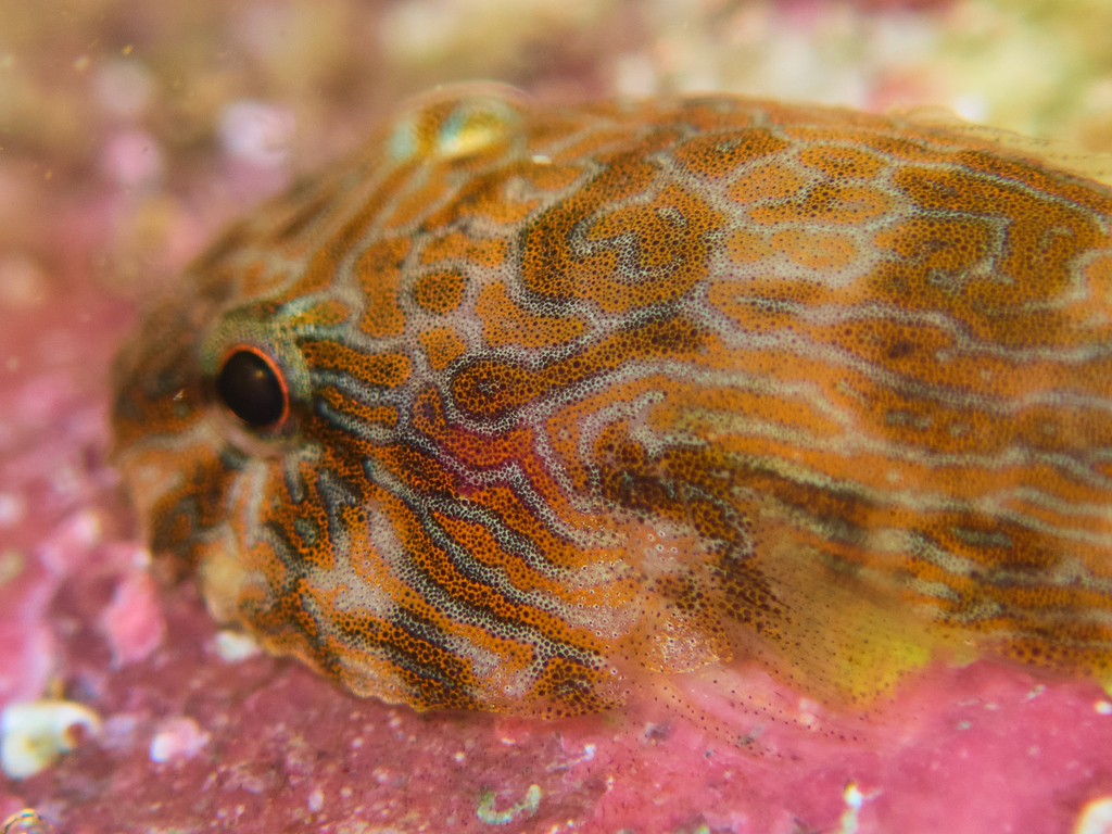Panamic Clingfish from Marino Ballena, Osa, Puntarenas, Costa Rica on ...