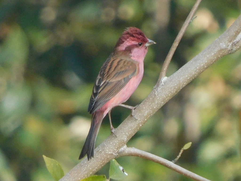 Pink-browed Rosefinch from Kalauta, Uttarakhand, India on January 31 ...