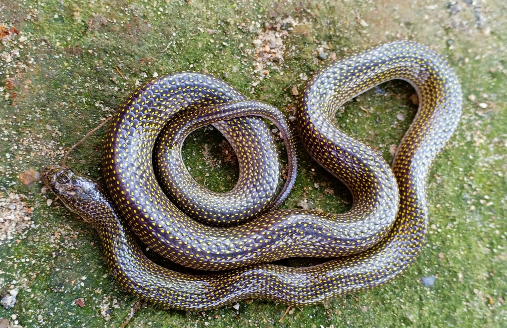 Yellow-speckled Wolfsnake from 9M59+5HM, Siju, Meghalaya 794114, India ...