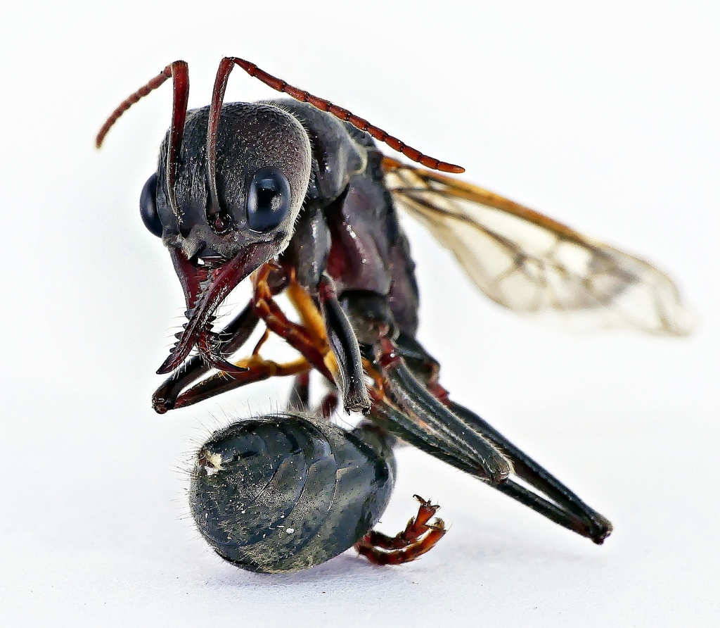 Inch Ant from Darwin Ave, Hawthorndene SA 5051, Australia on March 12 ...