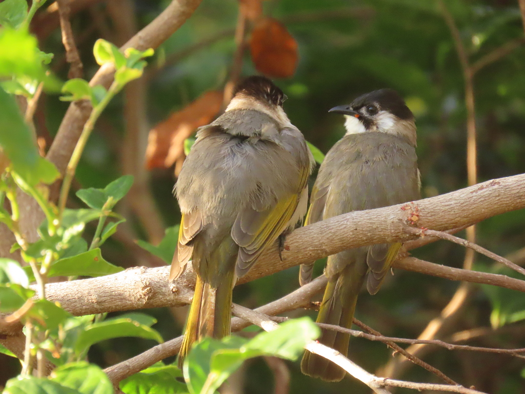 Styan's Bulbul in January 2024 by chiuluan · iNaturalist
