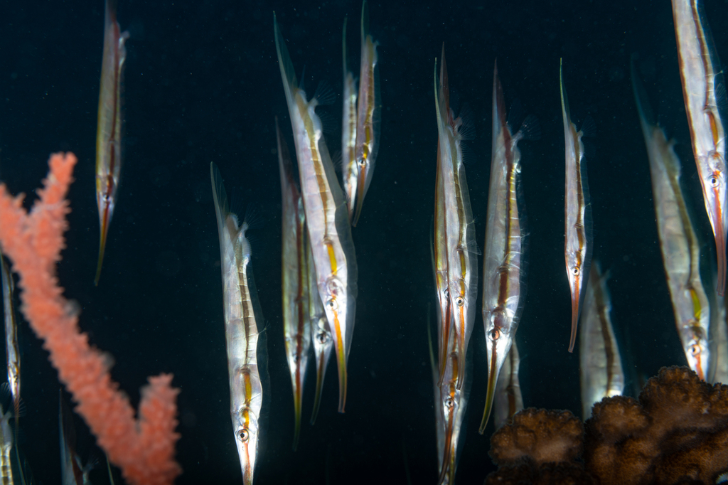 Grooved Razorfish from Zamboanguita, Negros Oriental, Philippines on ...