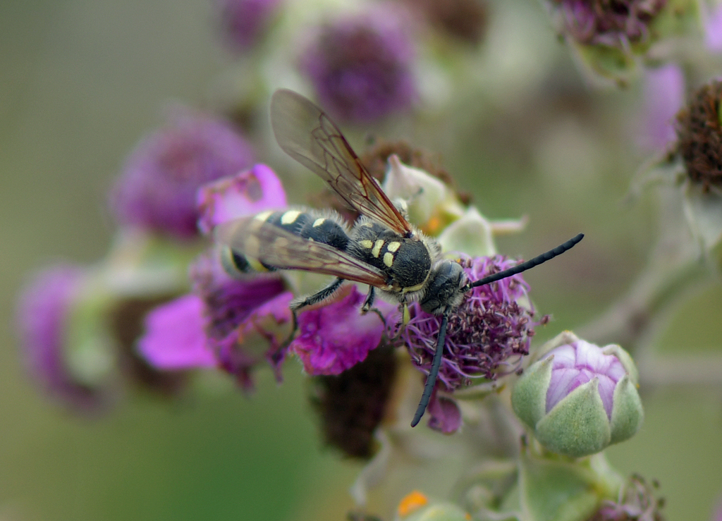 Six-spotted Scoliid Wasp from Westgriechenland, Griechenland on June 16 ...