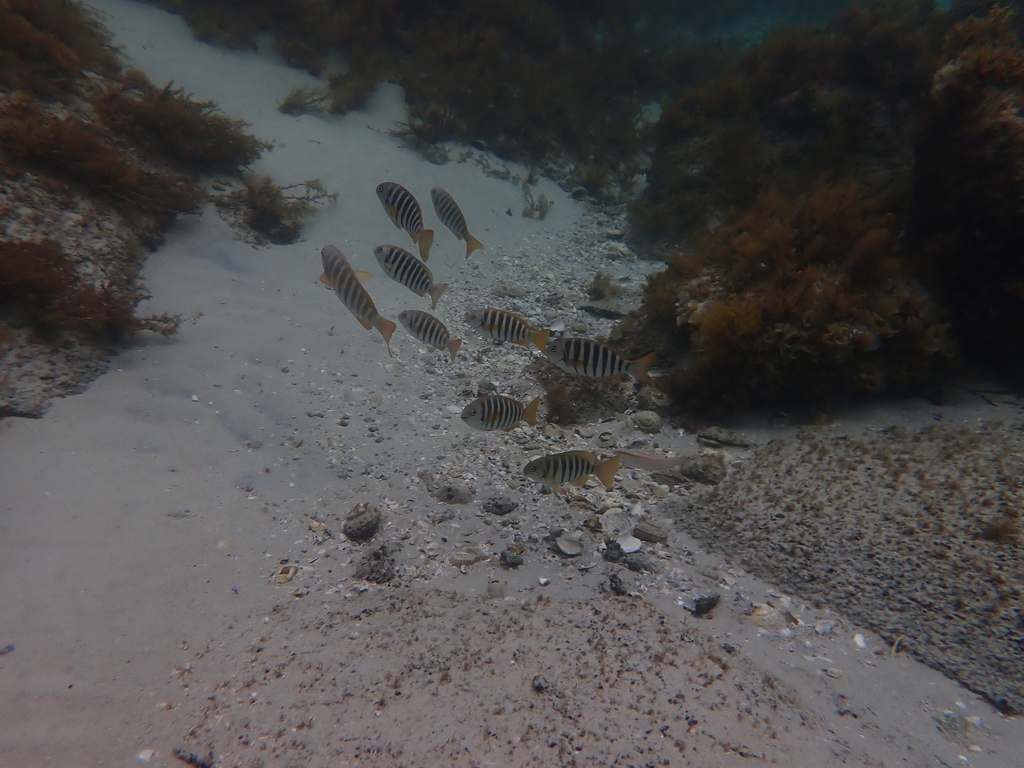 Zebrafish from Denmark, WA, Australia on December 31, 2023 at 11:05 AM ...