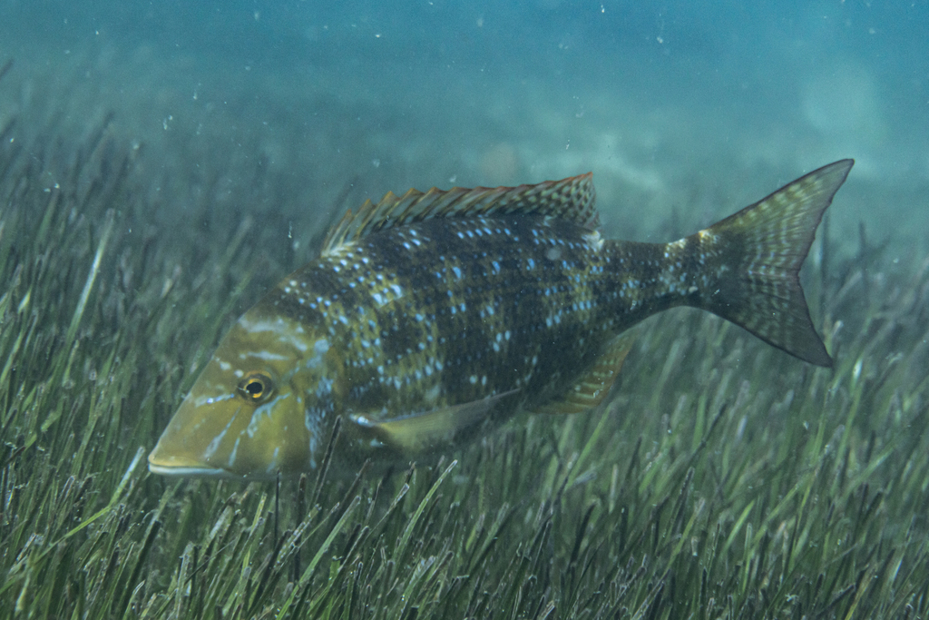 Spangled Emperor (Lethrinus nebulosus) - Marine Life Identification