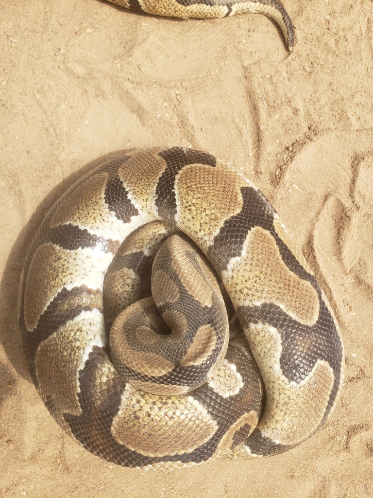 Ball Python from Kérou, Bénin on February 3, 2024 at 11:08 AM by ...