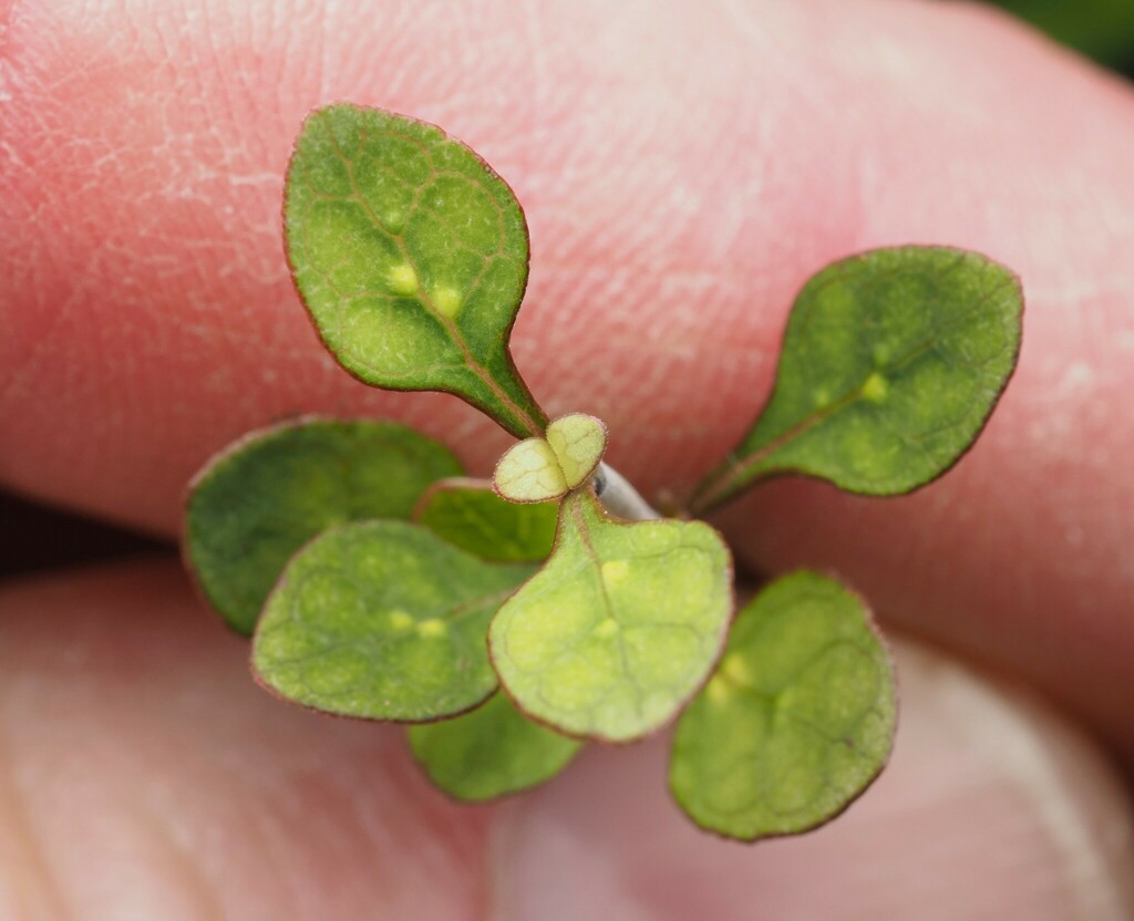 Hukihuki from Potaema track, Egmont National Park on January 31, 2024 ...