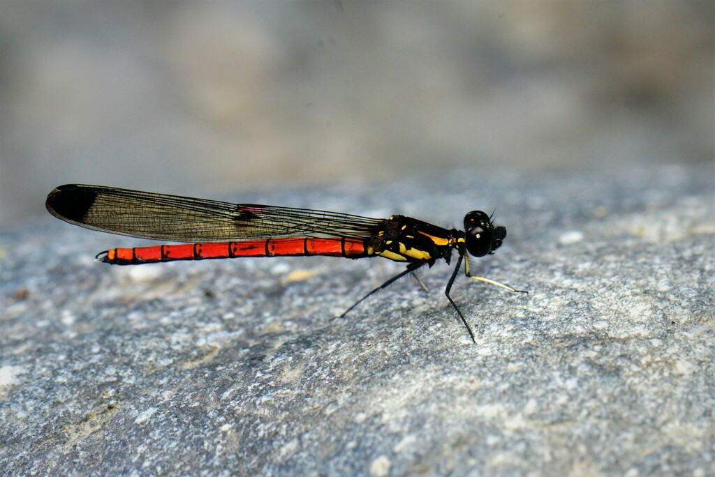 Libellago rufescens from XV42+55V, Balumpewa, Dolo Barat, Sigi Regency ...