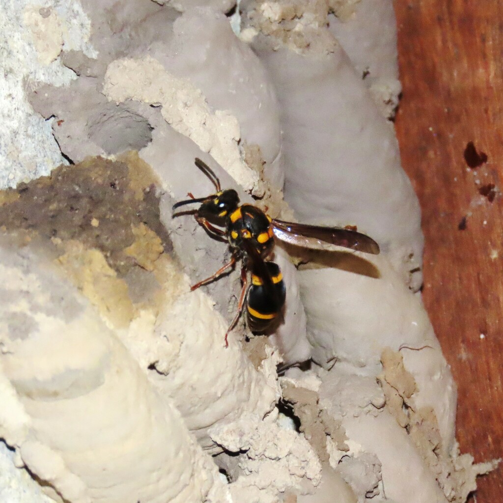 Euodynerus aspra from Wallaga Lake NSW 2546, Australia on January 29 ...