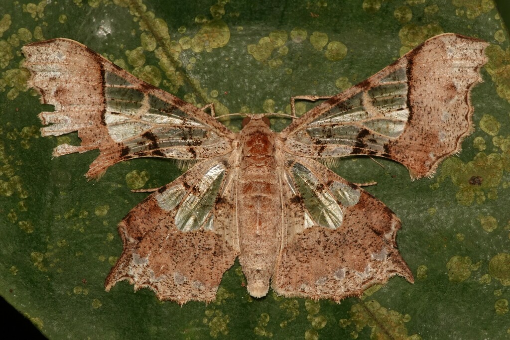 Krananda semihyalina from Bukit Panjang, Singapore on February 3, 2024 ...