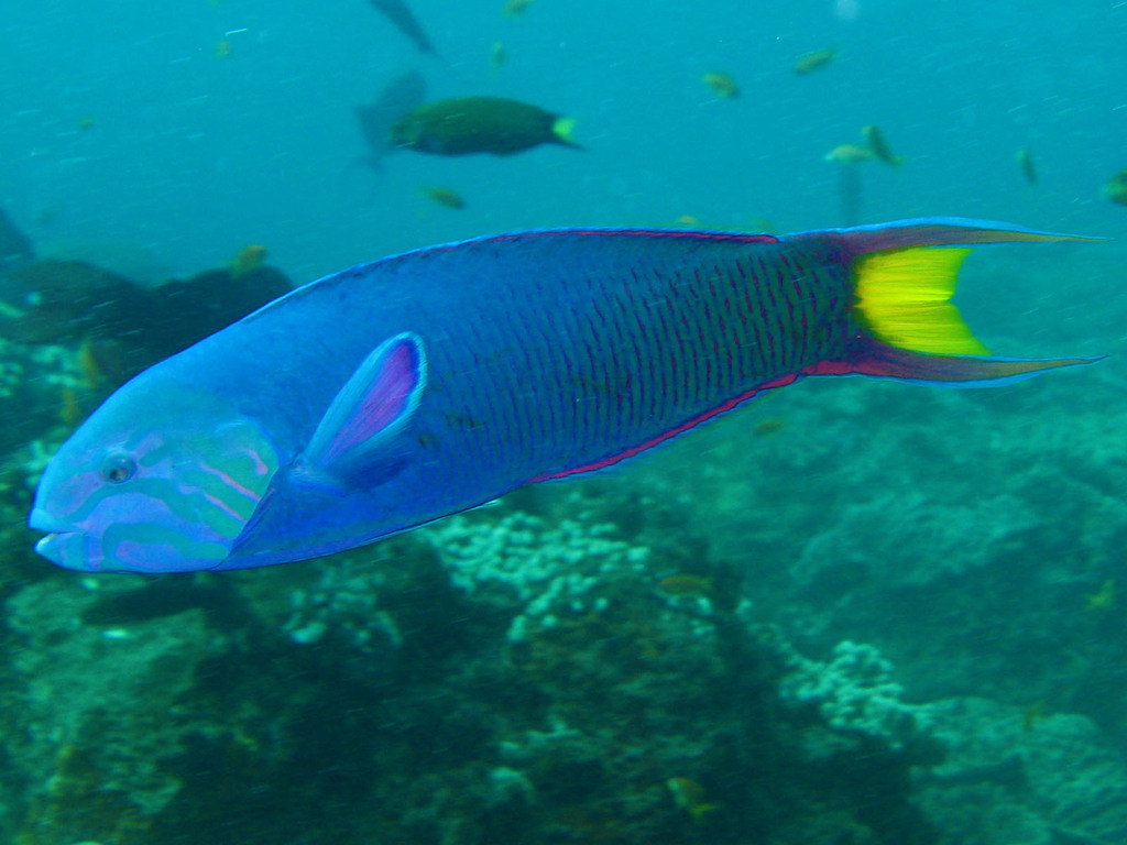 Moon Wrasse (COTS Predators) · iNaturalist