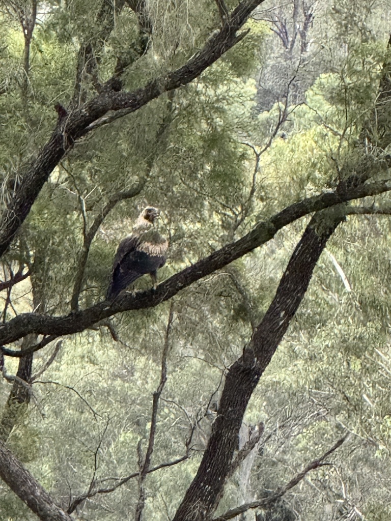 Wedge-tailed Eagle from Boonah Rathdowney Rd, Rathdowney, QLD, AU on ...