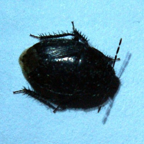 Cornish Shieldbug (Geotomus punctulatus) · iNaturalist