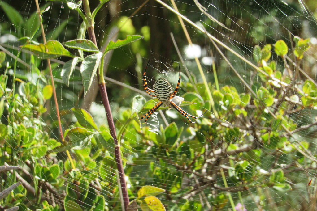 Banded Garden Spider from Chía, Cundinamarca, Colombia on November 29 ...