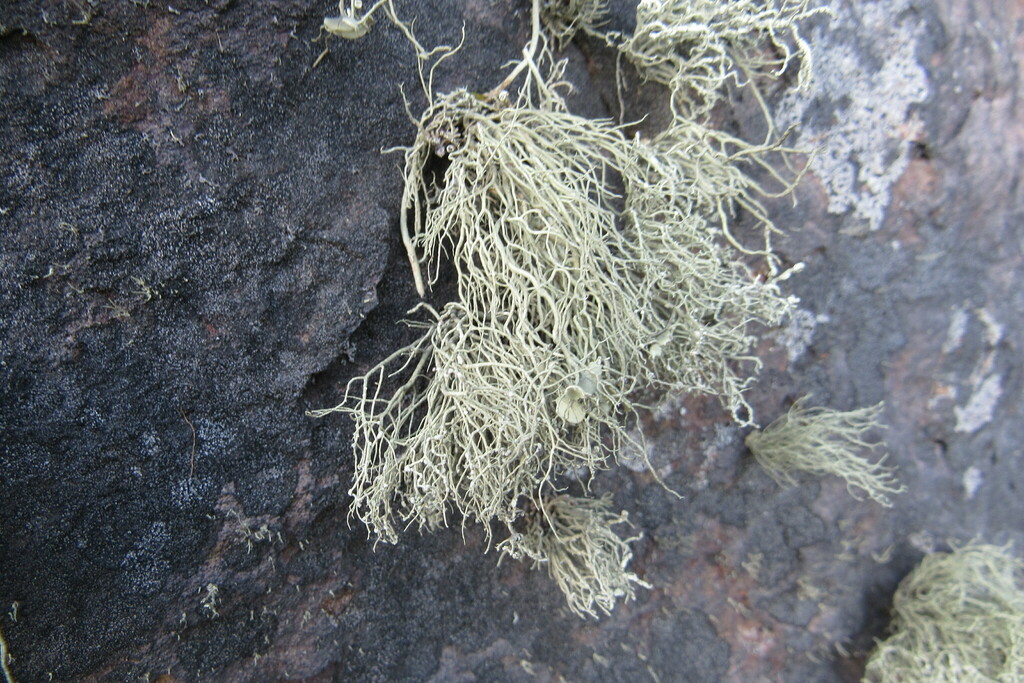 beard lichens from Chía, Cundinamarca, Colombia on November 29, 2023 at ...
