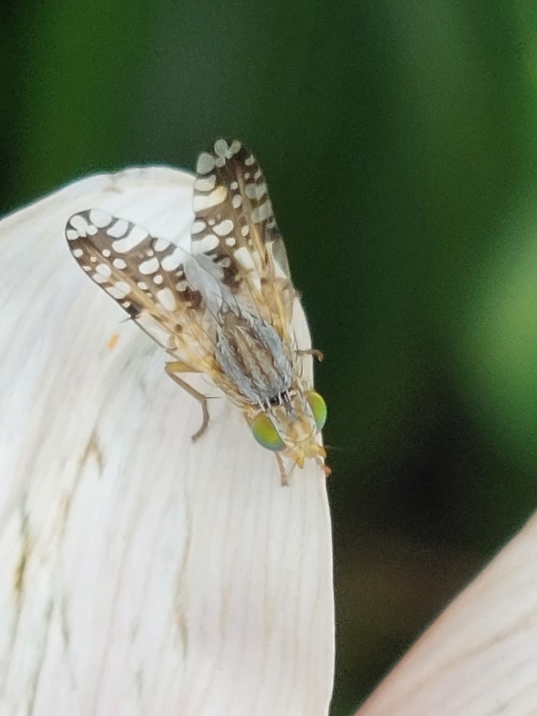 Insizwa striatifrons from Wingate Park on February 3, 2024 at 12:34 PM ...